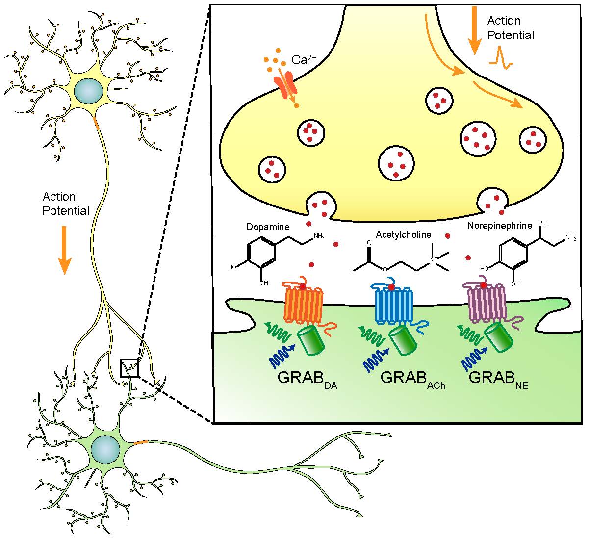 Spying on neuromodulation by constructing new genetically-encoded ...